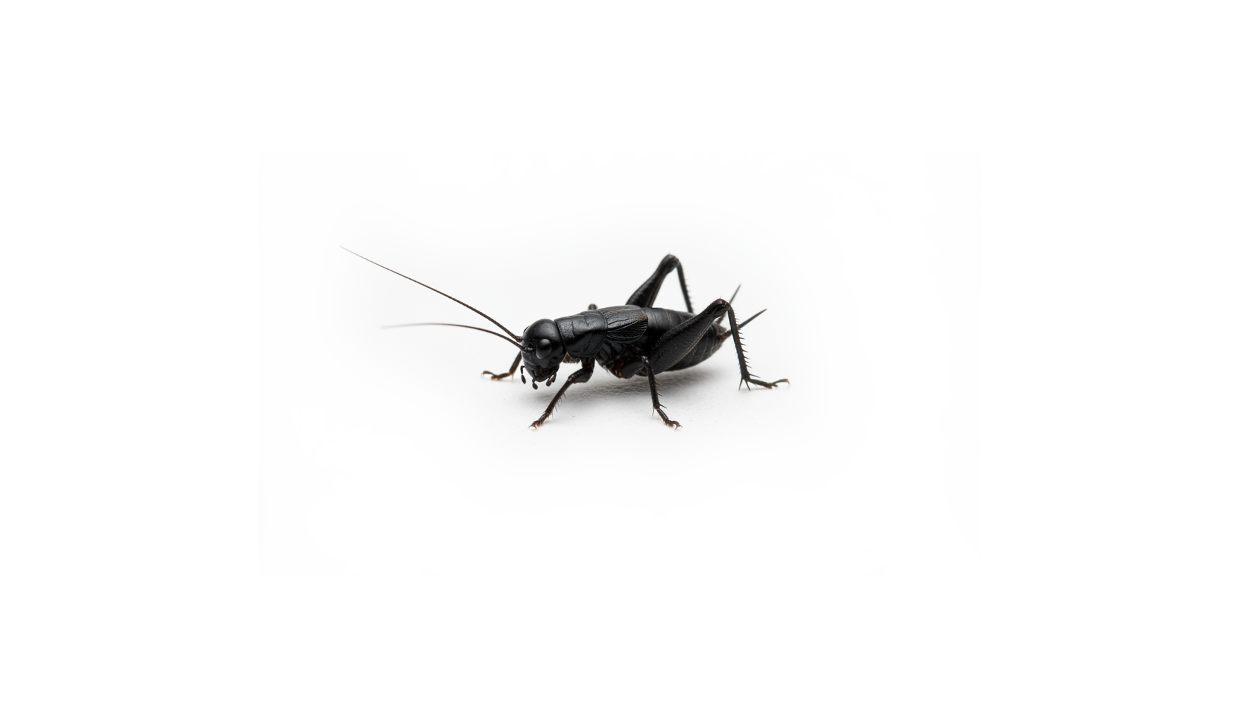 Livefood UK Live Black Field Crickets 2nd Instar Small size – Livefood ...