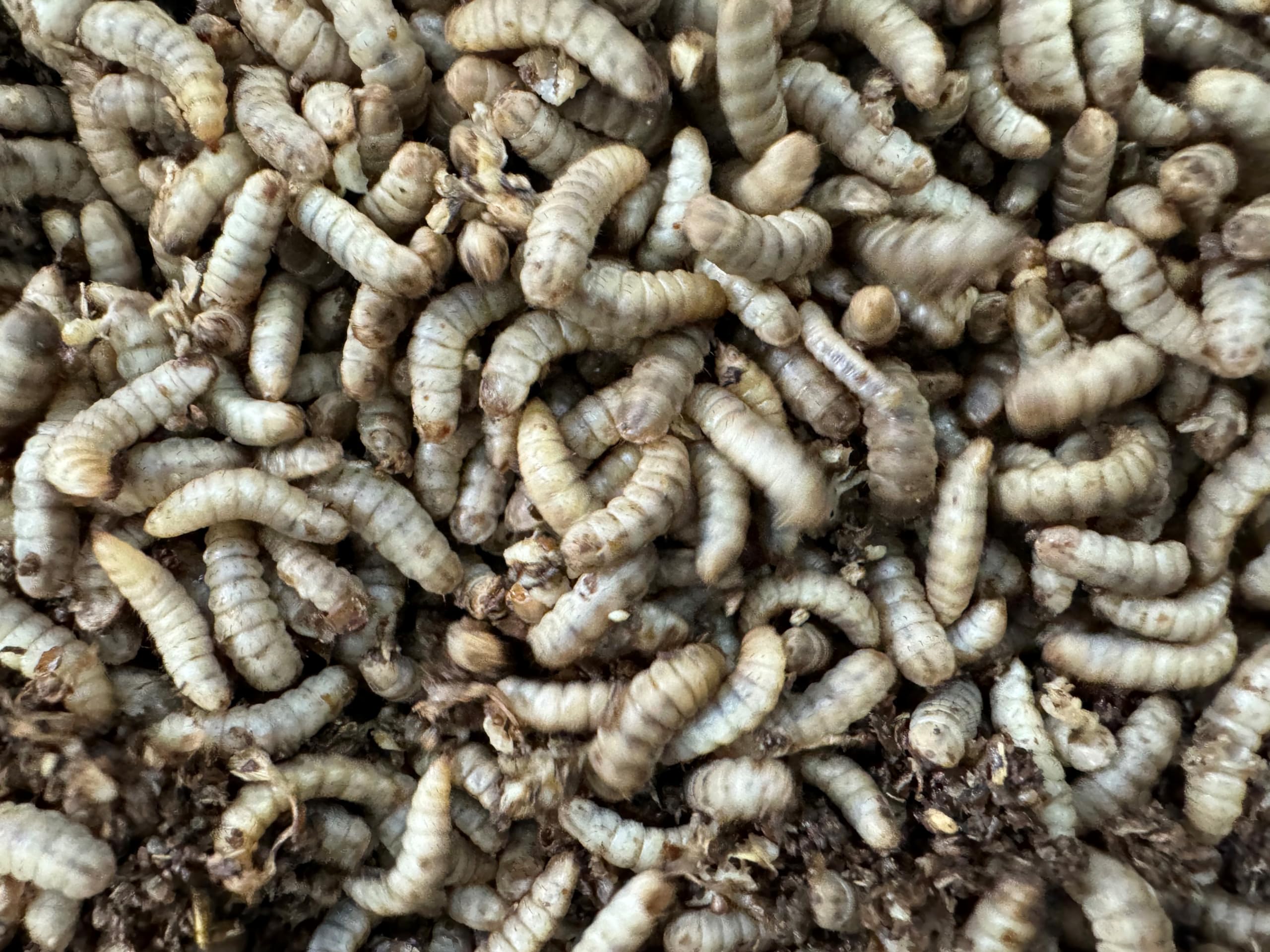 Livefood UK Live Calci Worms Available in tubs and bulk bags – Livefood ...