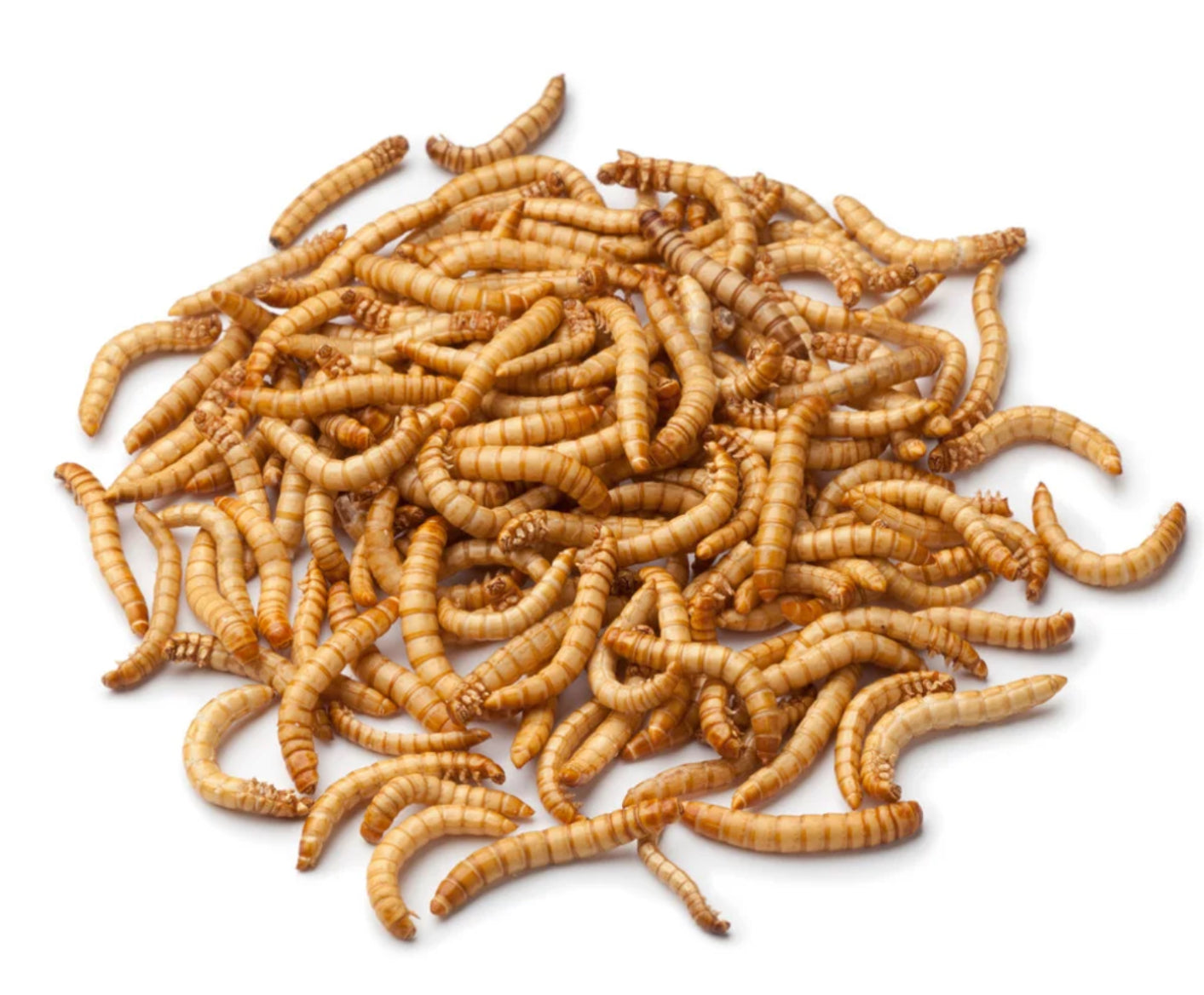 Live Mealworms Regular size available in tubs and bags – Livefood UK Ltd.